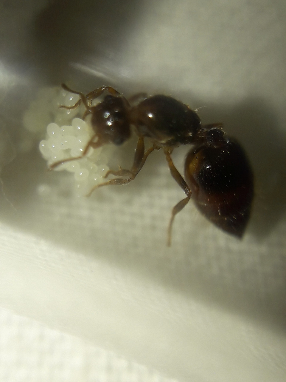 Crematogaster ampla | QuillAnts