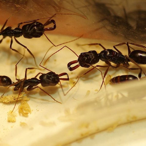 Odontomachus erythrocephalus | QuillAnts, disponible en la tienda colombia